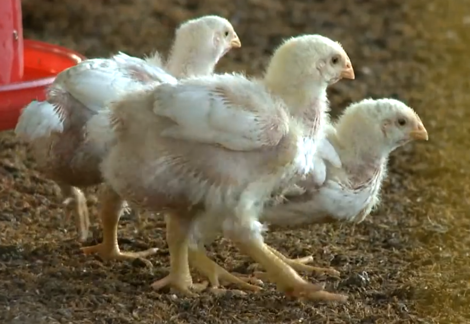 TR Poultry | Services